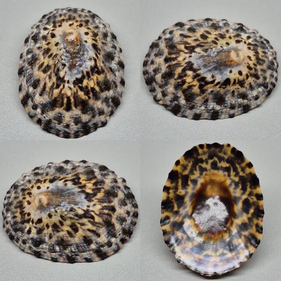 shellauction.net :: Patella sp. - 3685882