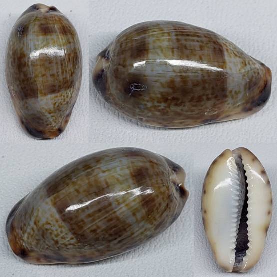 shellauction.net :: Erronea vredenburgi - 3685905