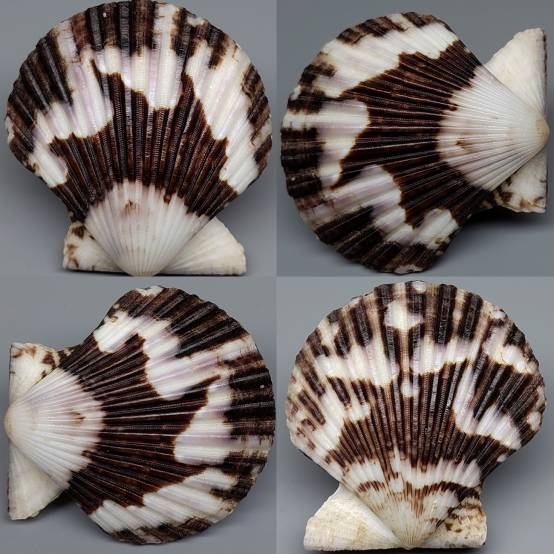 shellauction.net :: Volachlamys tranquebaria - 3685915