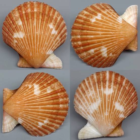 shellauction.net :: Volachlamys tranquebaria - 3685934