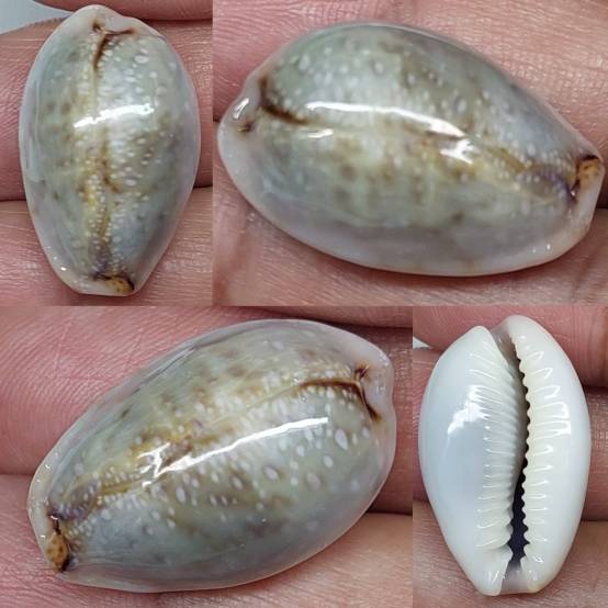 shellauction.net :: Naria boivinii - 3685983