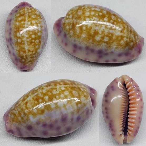 shellauction.net :: Ovatipsa chinensis - 3685987