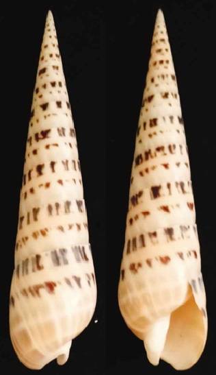 shellauction.net :: Terebra maculata - 3686137