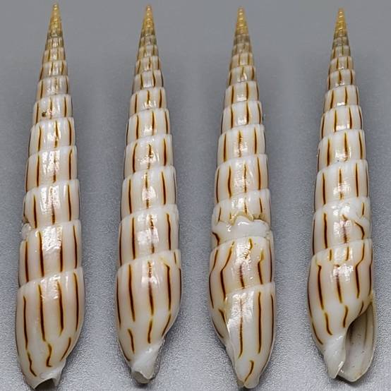 shellauction.net :: Hastula lanceata - 3686167