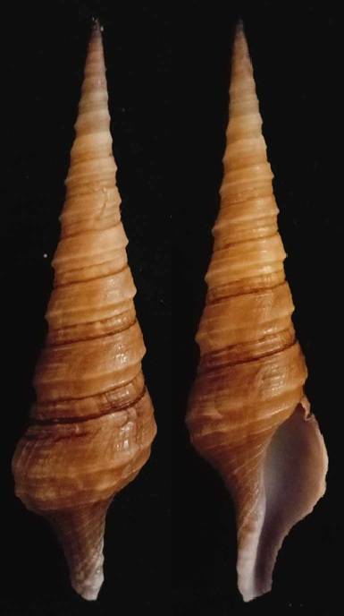 shellauction.net :: Turris cryptorrhaphe - 3686205