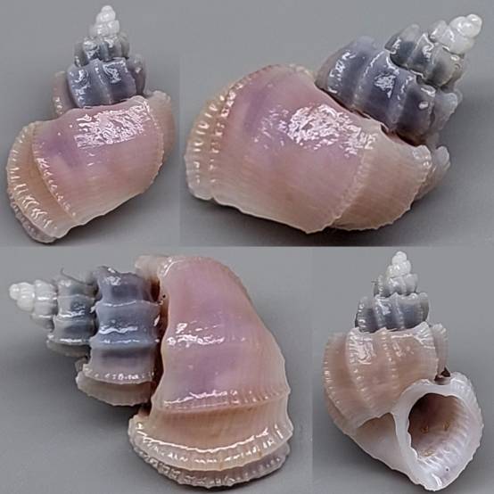 shellauction.net :: Scalptia sp. - 3686217