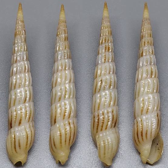 shellauction.net :: Terebra sp. - 3686232