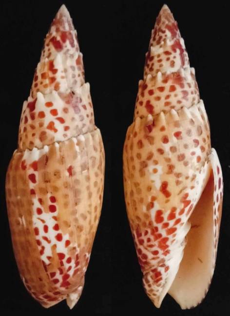 shellauction.net :: Mitra papalis - 3686318