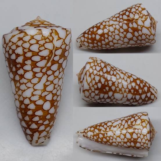 shellauction.net :: Conus nobilis - 3686741