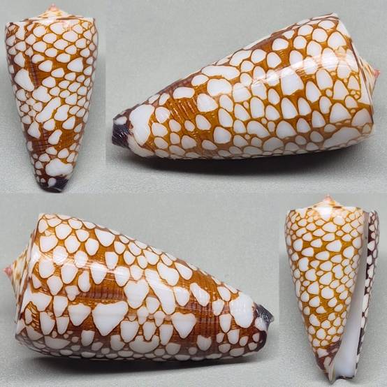 shellauction.net :: Conus gisellelieae - 3686768