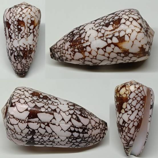 shellauction.net :: Conus pennaceus - 3687013