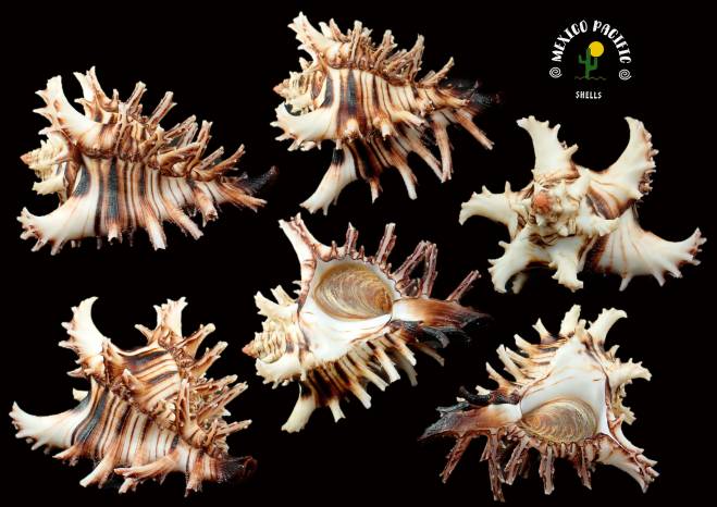 shellauction.net :: Hexaplex princeps - 3687044