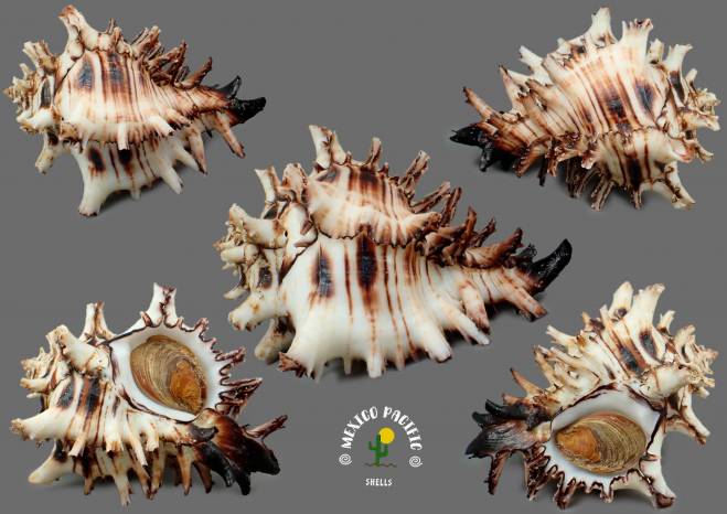 shellauction.net :: Hexaplex princeps - 3687045