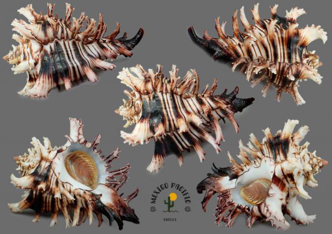 shellauction.net :: Hexaplex princeps - 3687048