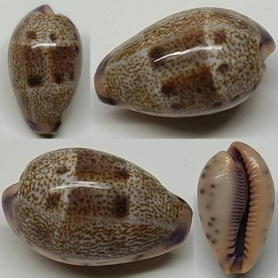 shellauction.net :: Contradusta walkeri - 3687162