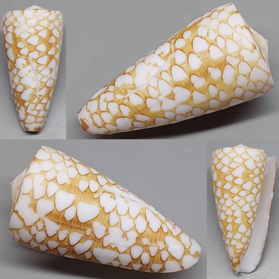 shellauction.net :: Conus nobilis - 3687261