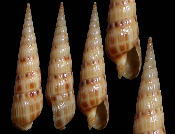 shellauction.net :: Terebra sp. - 3687384