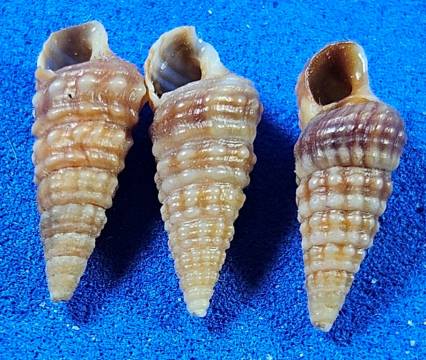 shellauction.net :: Pyrenella conica - 3687402