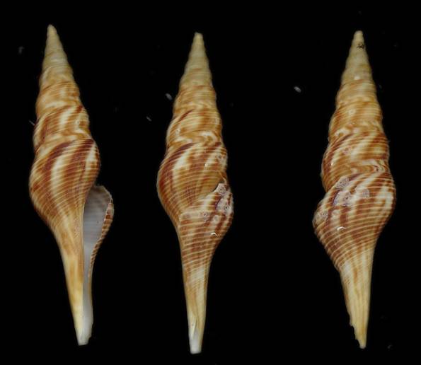 shellauction.net :: Nihonia mirabilis - 3687479