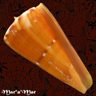 shellauction.net :: Conus riosi - 3687499