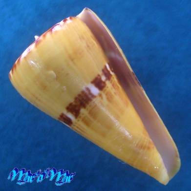 shellauction.net :: Conus riosi - 3687512