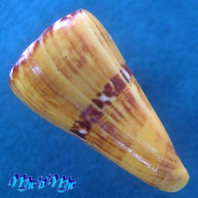 shellauction.net :: Conus riosi - 3687512