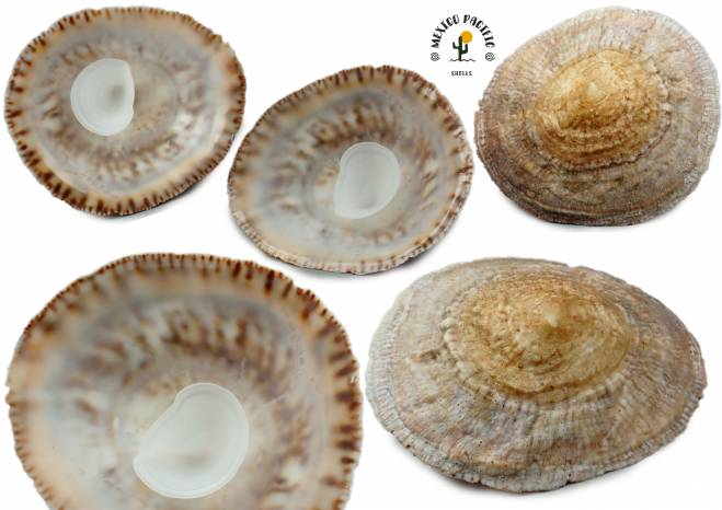 shellauction.net :: Crucibulum cyclopium - 3687628