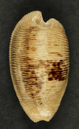 shellauction.net :: Cypraea capensis capensis - 3687650