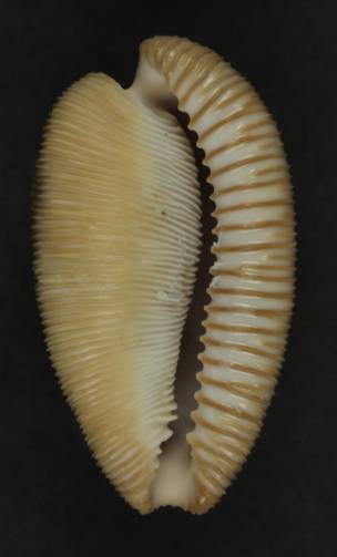 shellauction.net :: Cypraea capensis capensis - 3687650