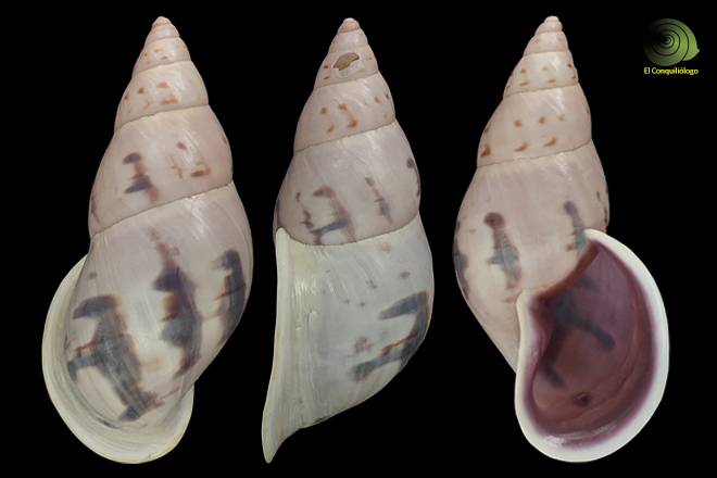 shellauction.net :: Drymaeus auris - 3687702