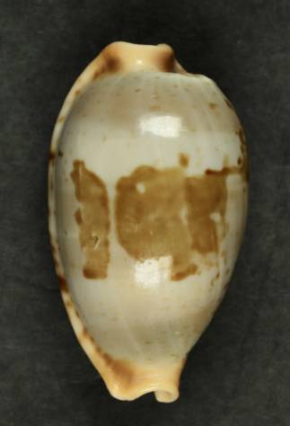 shellauction.net :: Cypraea stolida uvongoensis - 3687720