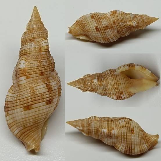 shellauction.net :: Colubraria sp. - 3687766