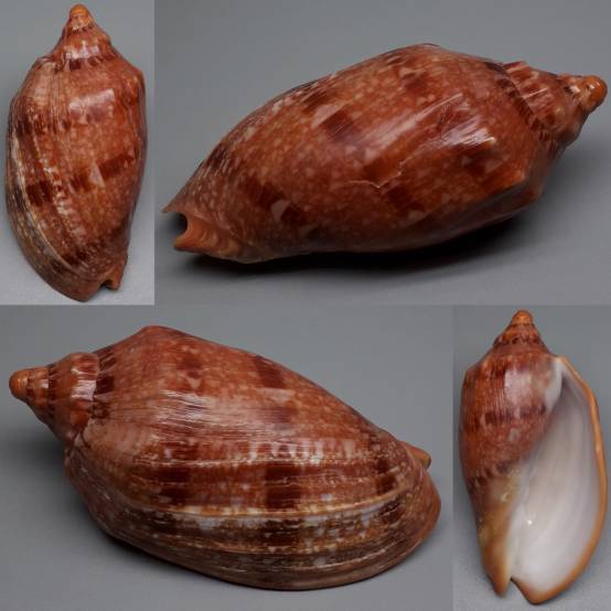 shellauction.net :: Cymbiola innexa - 3687874