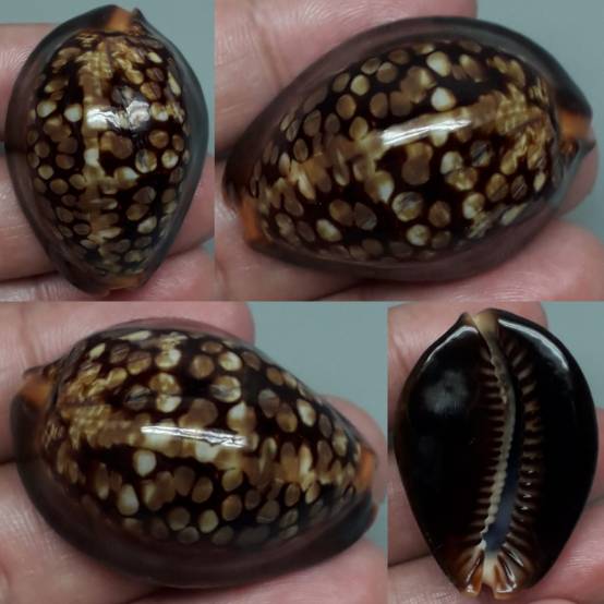 shellauction.net :: Mauritia mauritiana - 3687888