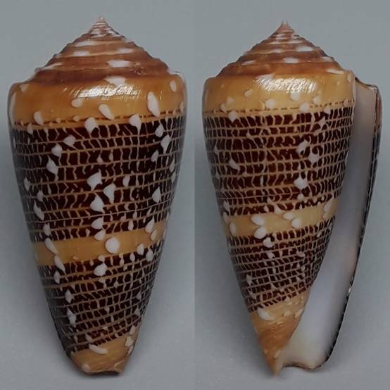 shellauction.net :: Conus nobilis victor - 3687915