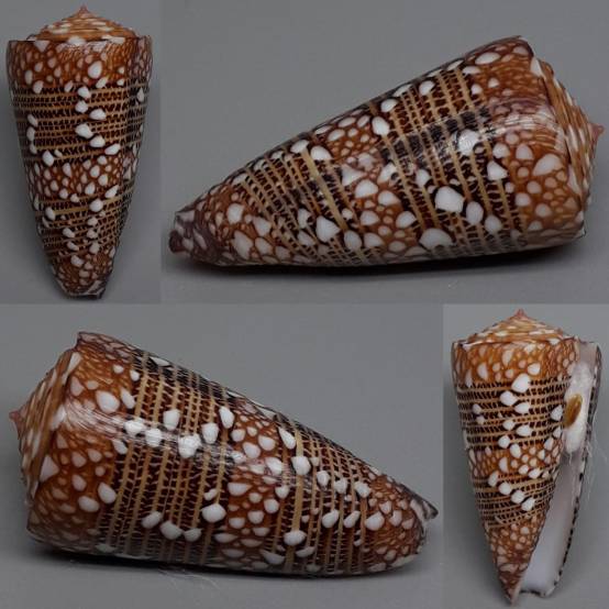 shellauction.net :: Conus nobilis victor - 3687984