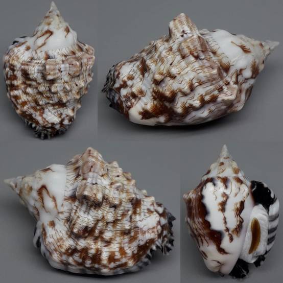 shellauction.net :: Lentigo pipus - 3687994