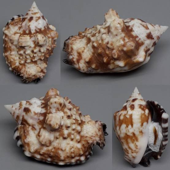 shellauction.net :: Lentigo pipus - 3687995