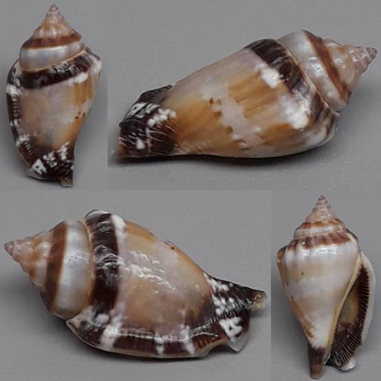 shellauction.net :: Strombus mutabilis - 3688002