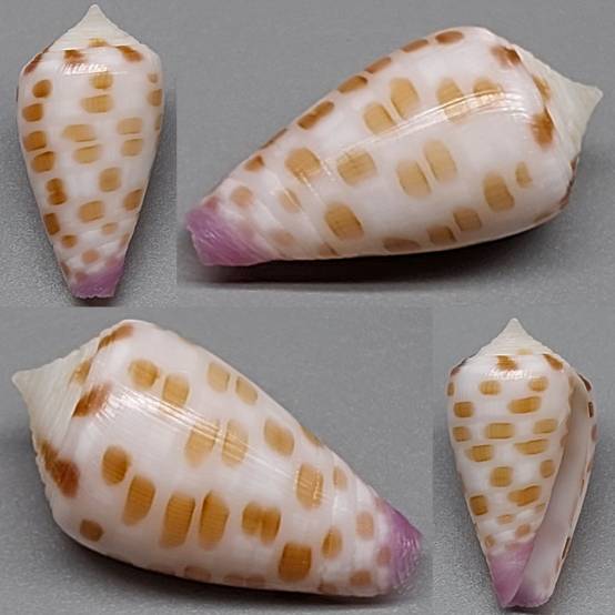 shellauction.net :: Conus tessulatus - 3688005
