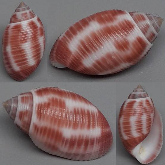 shellauction.net :: Acteon fabreanus - 3688012