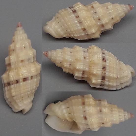 shellauction.net :: Vexillum pasificum - 3688049