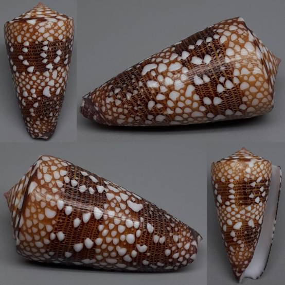 shellauction.net :: Conus nobilis victor - 3688125