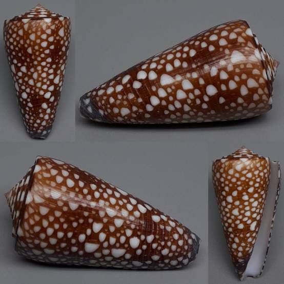 shellauction.net :: Conus nobilis victor - 3688127