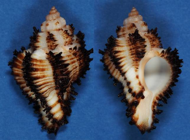 shellauction.net :: Hexaplex stainforthi - 3688137