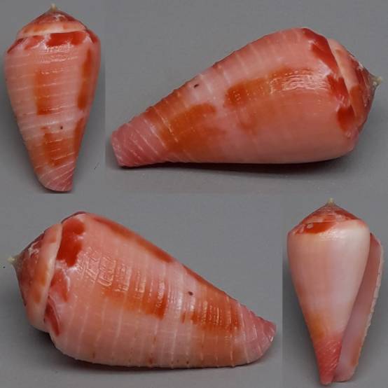 shellauction.net :: Conus pertusus - 3688138