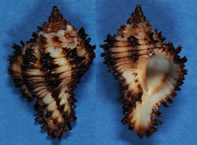 shellauction.net :: Hexaplex stainforthi - 3688154