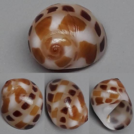 shellauction.net :: Natica sp. - 3688162