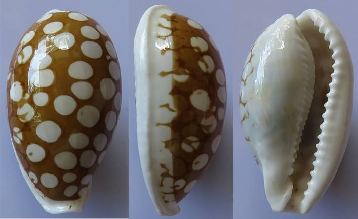 shellauction.net :: Cribrarula cribraria - 3688215