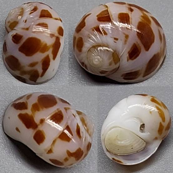 shellauction.net :: Natica sp. - 3688226